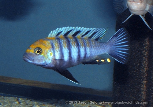 Cynotilapia Afra Cobue